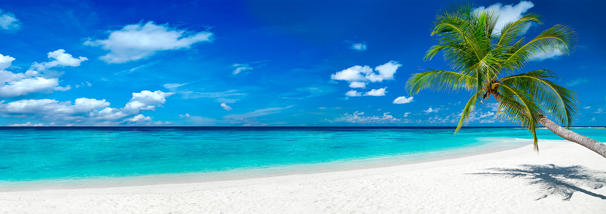 The Playa Collection